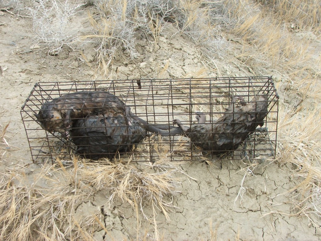 PROS AND CONS WHILE TRAPPING RATS | BearsButt.com | Stories, Ramblings ...