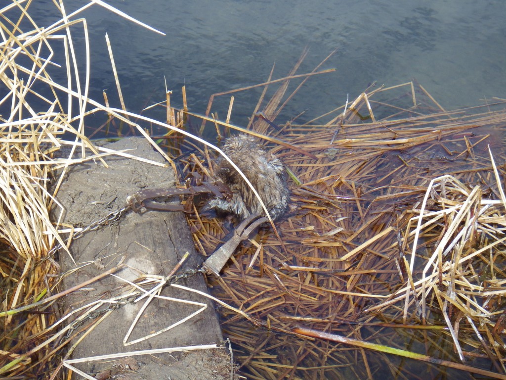 FLOATING COLONY TRAP | BearsButt.com | Stories, Ramblings & Random ...